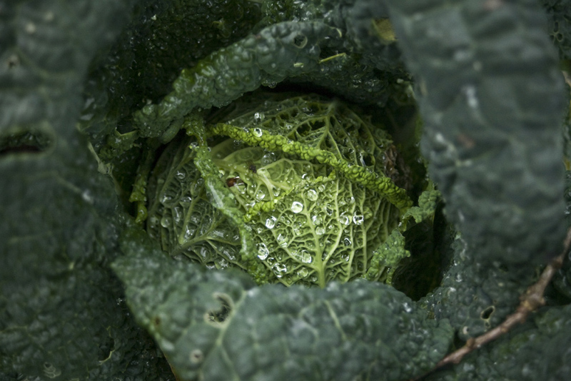 Chou de Milan – Jardin du Moulin de Vaujours