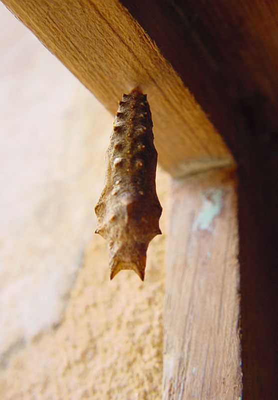 cocon – Jardin du Moulin de Vaujours